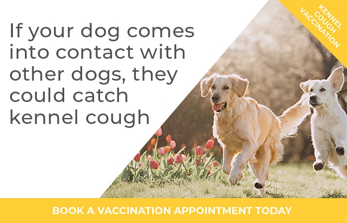 Welcome to Peak Vets, based in Sheffield, in the district of Woodseats