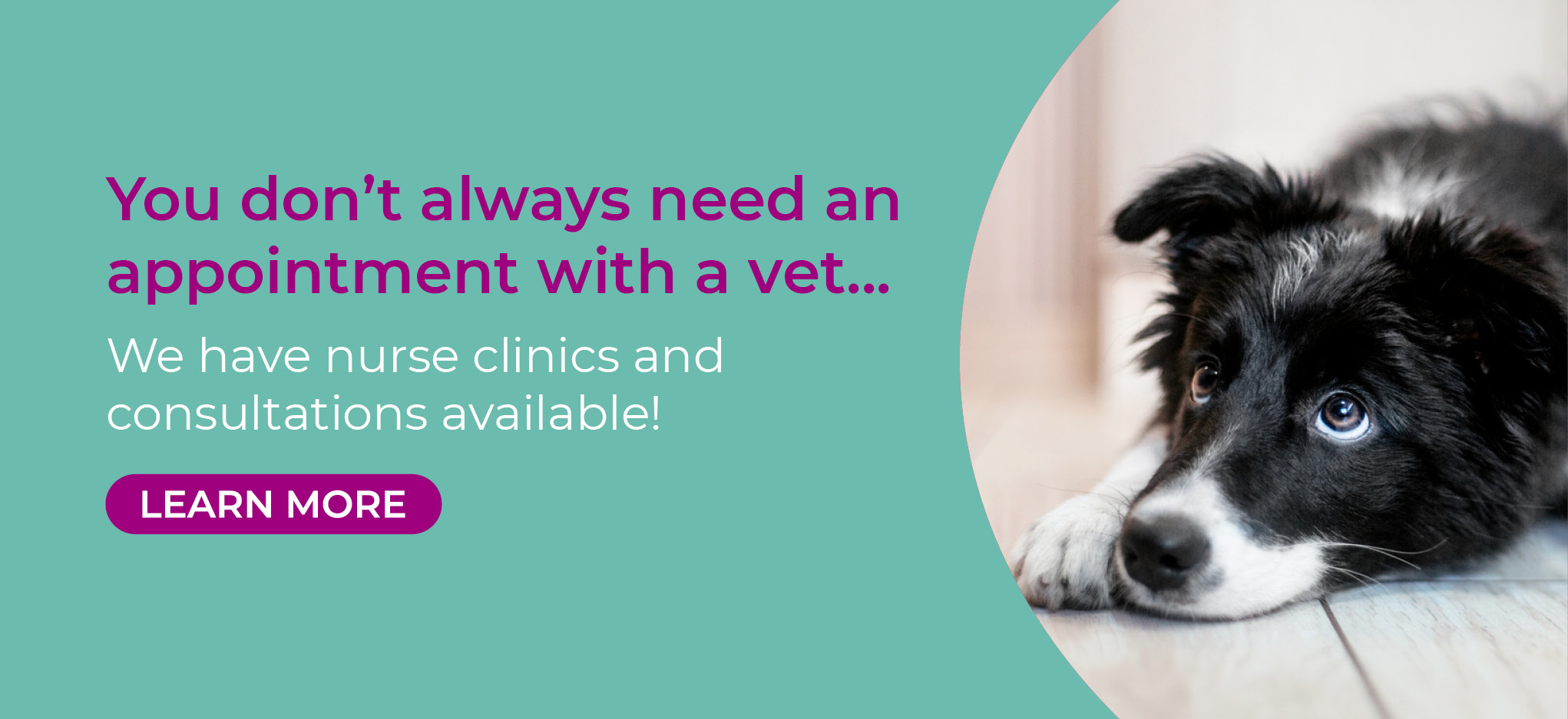 Vets in Sheffield | Vets Near Me | Peak Vets