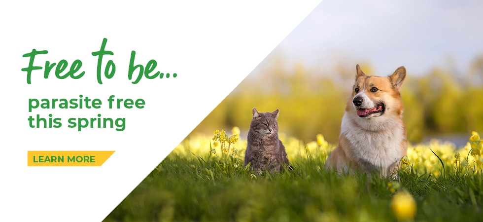 Vets in Sheffield | Vets Near Me | Peak Vets