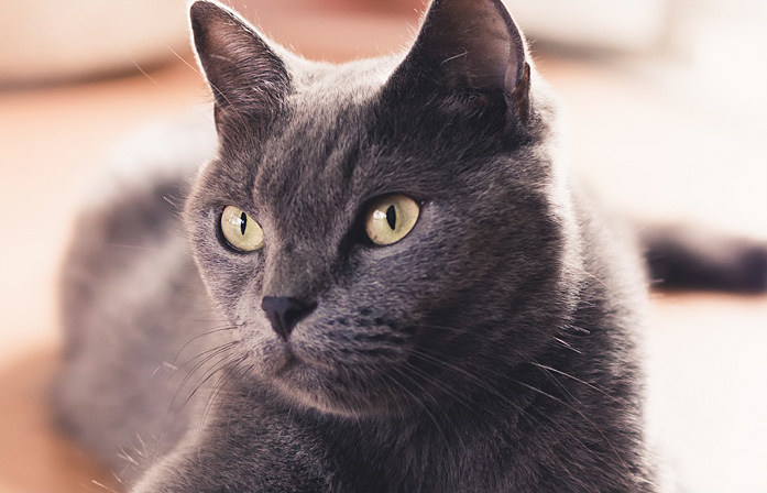 Peak Vets | Your local veterinary practice in Sheffield