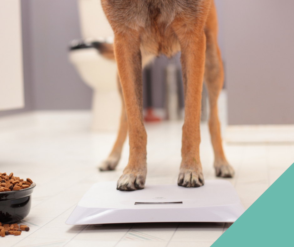 How to ensure your dog is a healthy weight | Peak Vets News