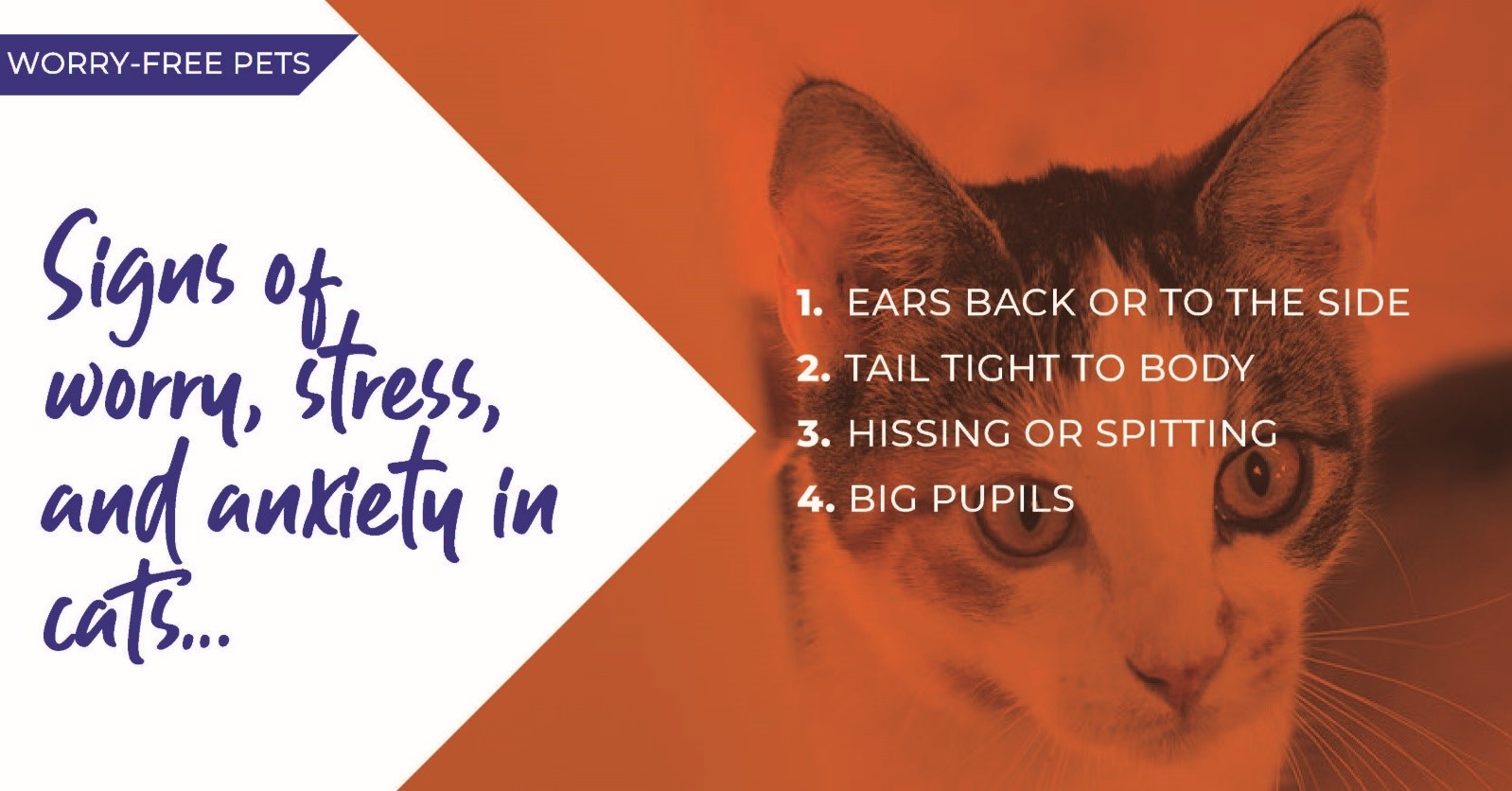 Identify & Reduce Stress & Anxiety in Pets | Peak Vets News