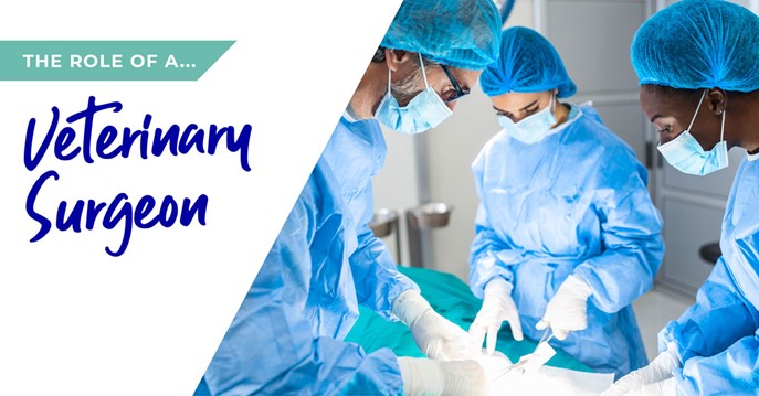 The role of a veterinary surgeon | Peak Vets News