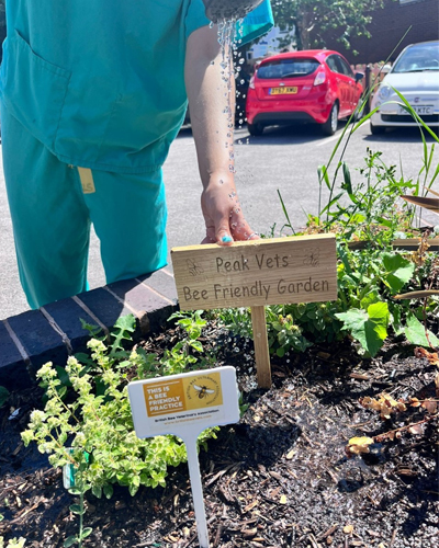 Encourage Staff & Clients to Bee-Friendly | Peak Vets